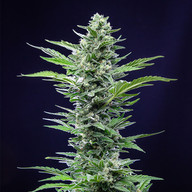 Bestel Royal Critical Auto-wietzaden - Royal Queen Seeds