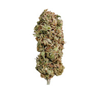 Koop AMG Feminized-wietzaden - Royal Queen Seeds