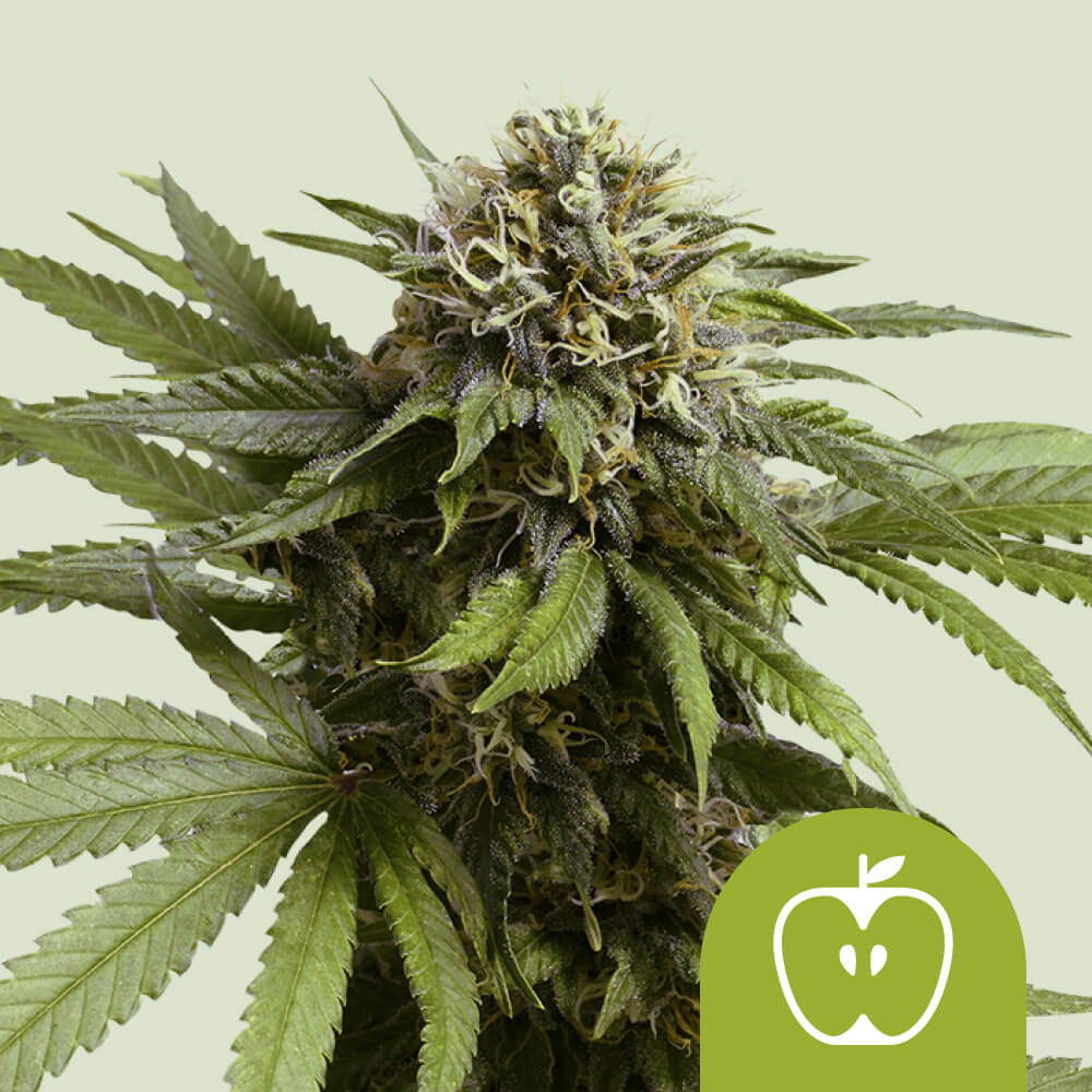 Bestel Apple Fritter Auto wietzaadjes - Royal Queen Seeds
