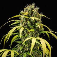 Bestel Cherry Pie Auto-wietzaadjes - Royal Queen Seeds
