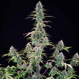 Koop Gelato 44 feminized zaden - Royal Queen Seeds