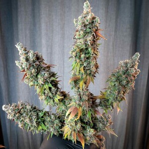 Koop Punch Pie feminized zaden - Royal Queen Seeds