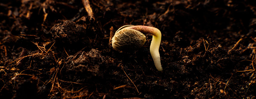 De complete gids voor het ontkiemen van cannabis zaden - Royal Queen Seeds