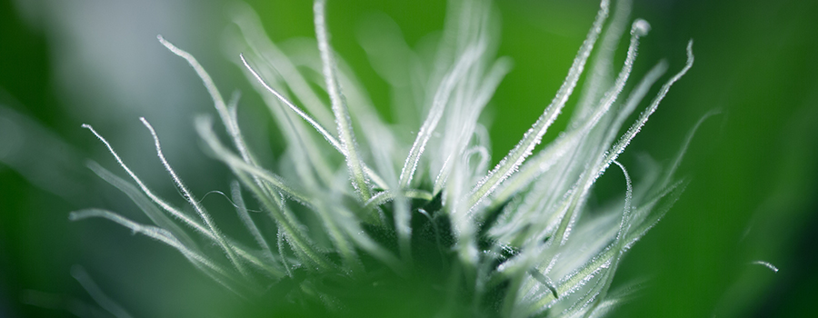 De Bloeiperiode Van Cannabis Per Week - De Gids Van Royal Queen Seeds ...
