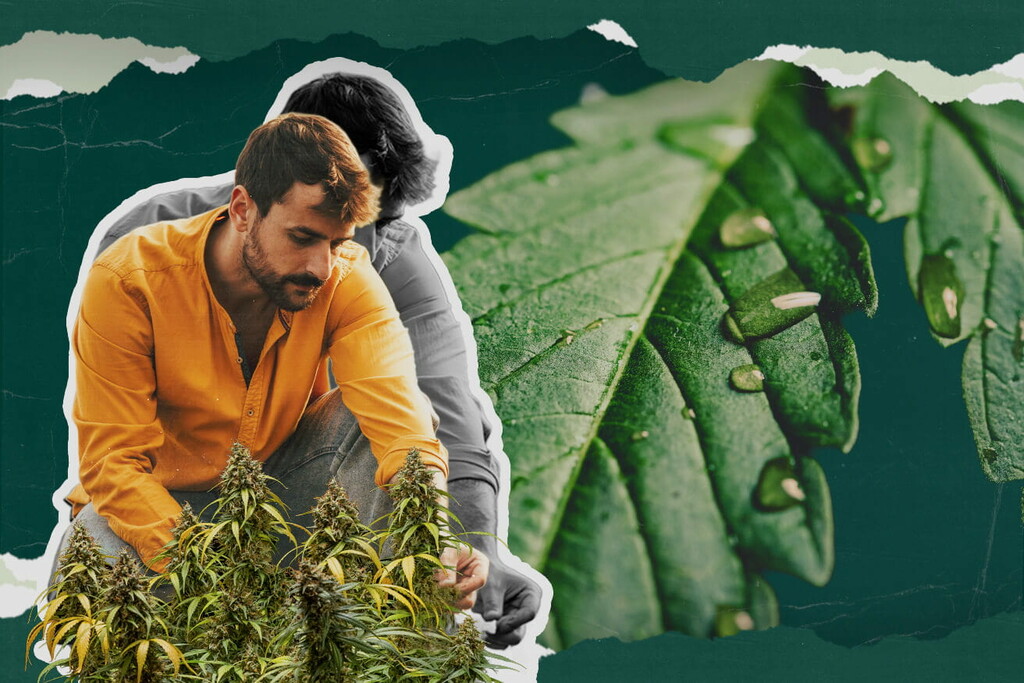 Alles wat je moet weten over guttatie bij wiet - RQS Blog